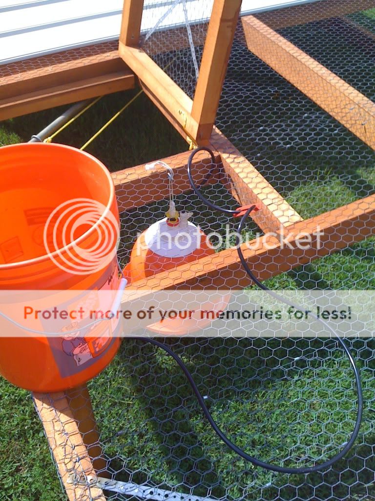 patimekillers Chicken grazing pen | BackYard Chickens - Learn How to ...