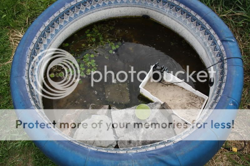 Snapping Turtle Enclosures - Sand & Silt - Turtle Forum