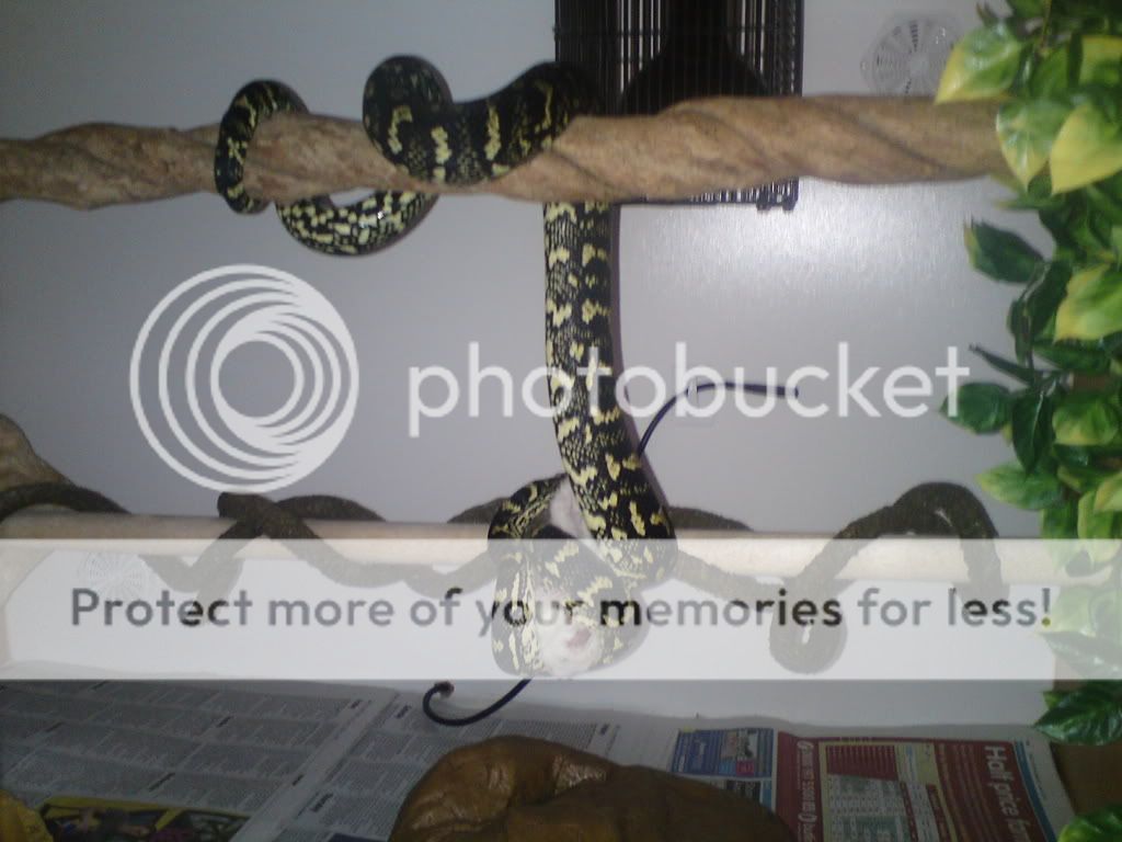 W Midlands - Diamond x jungle carpet python | Reptile Forums